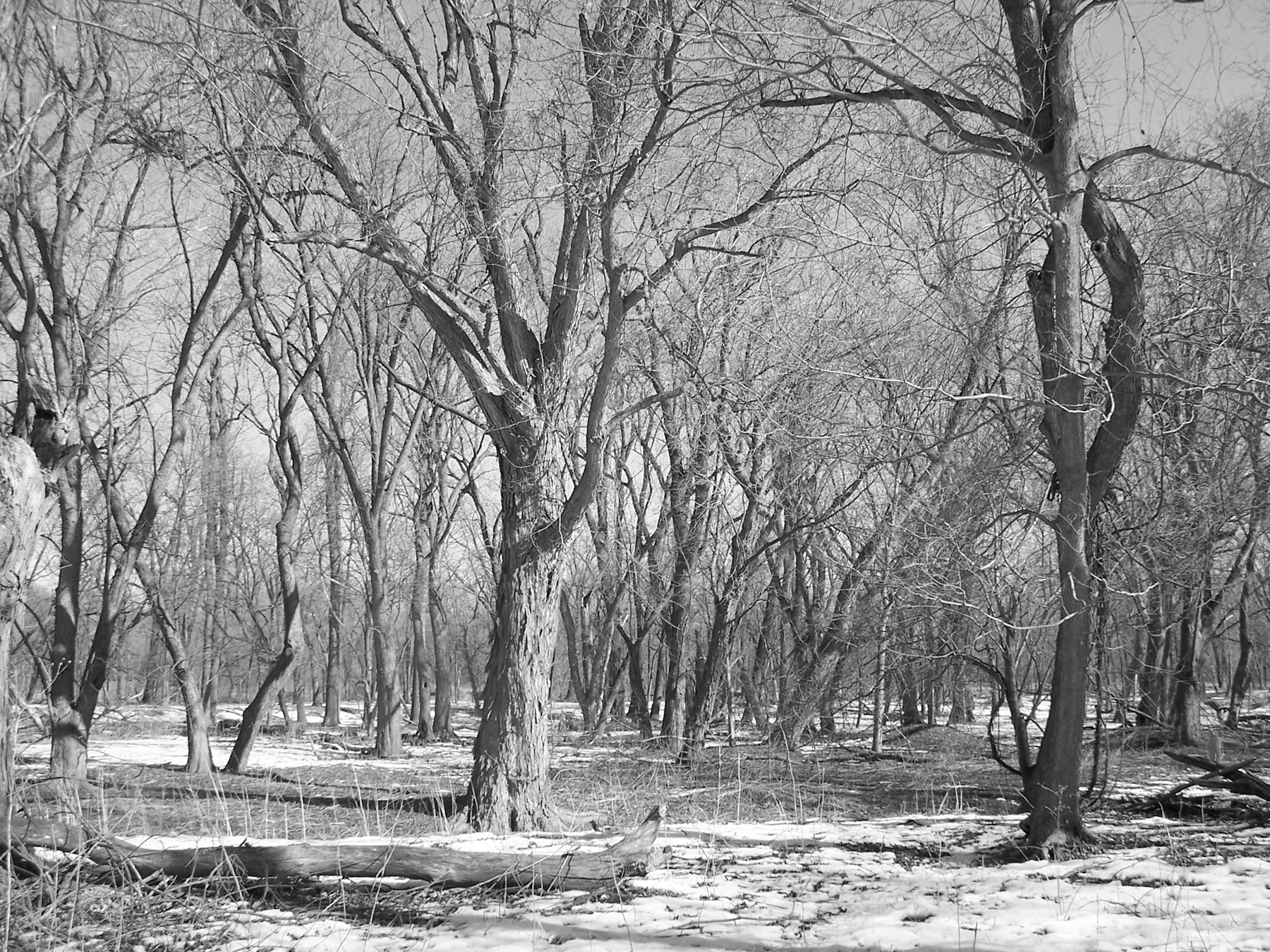 Skiing on Pike Island - Saint Paul Almanac